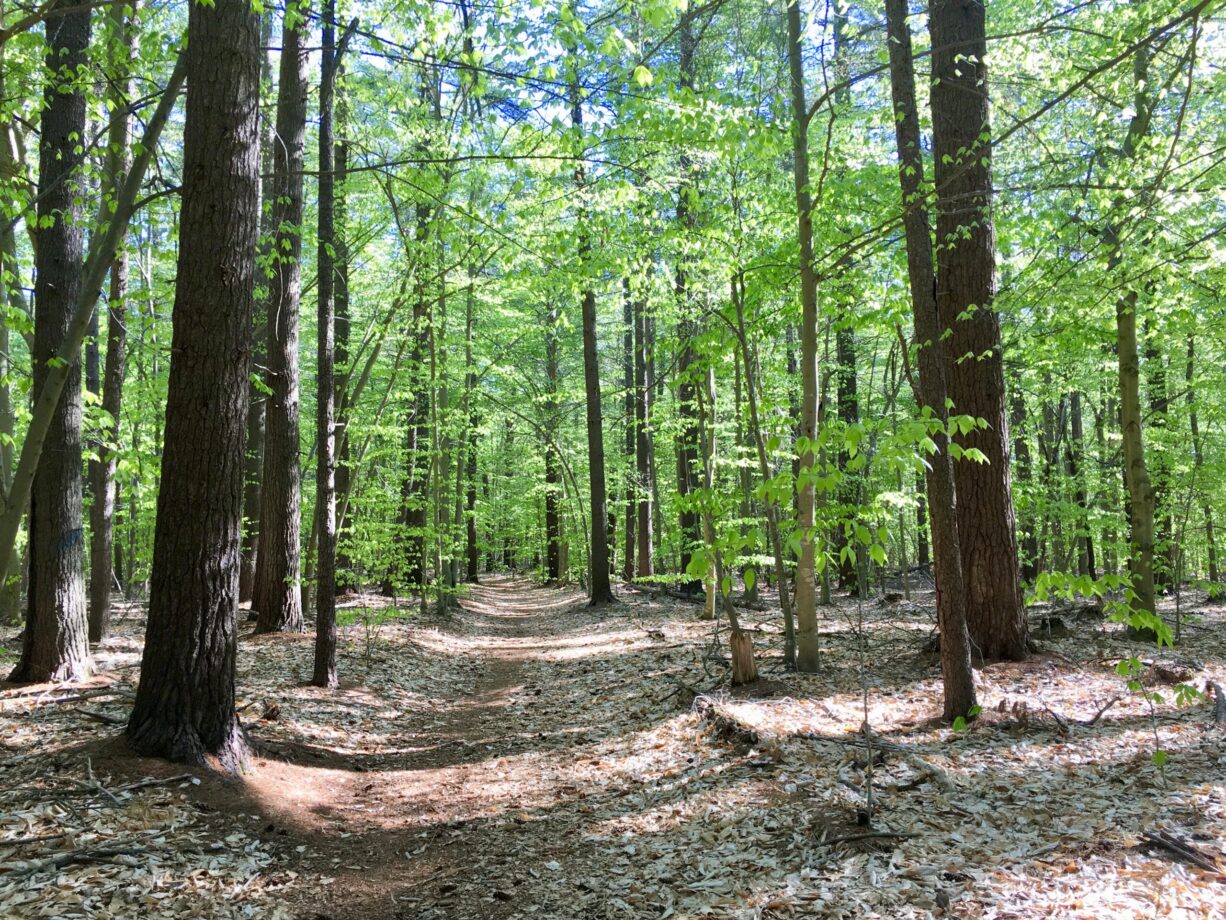 Nelson Memorial Forest - North and South Rivers Watershed Association