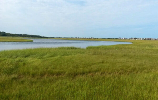Ecosystem Expedition #1: Helping Our Salt Marshes Survive Climate ...