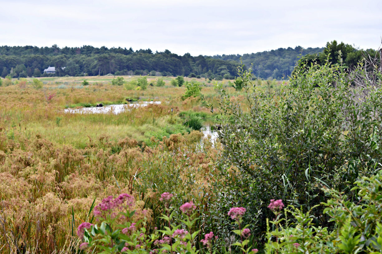 Tidmarsh Wildlife Sanctuary - North and South Rivers Watershed Association