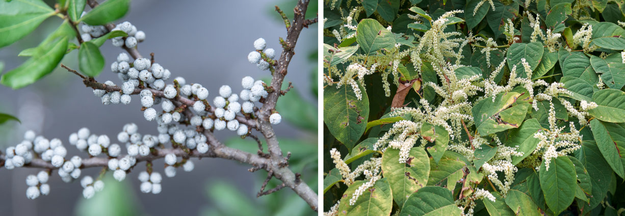 The Battle Between Native and Invasive Plants - North and South Rivers ...