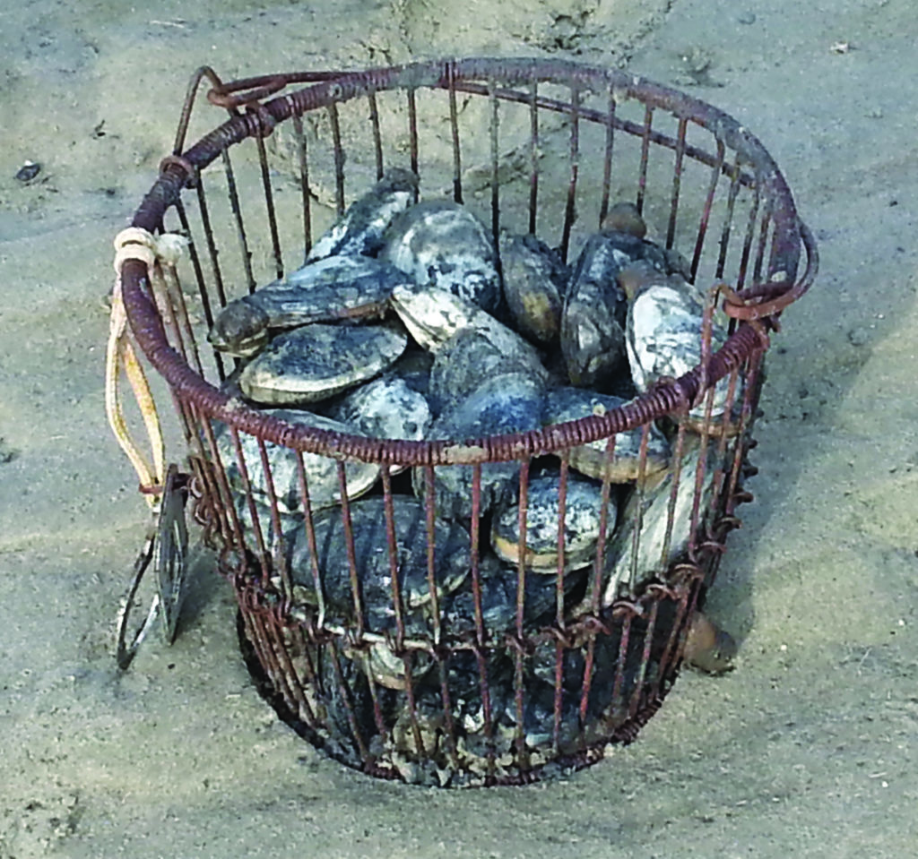 Help Reopen Recreational Shellfishing on the North and South Rivers ...