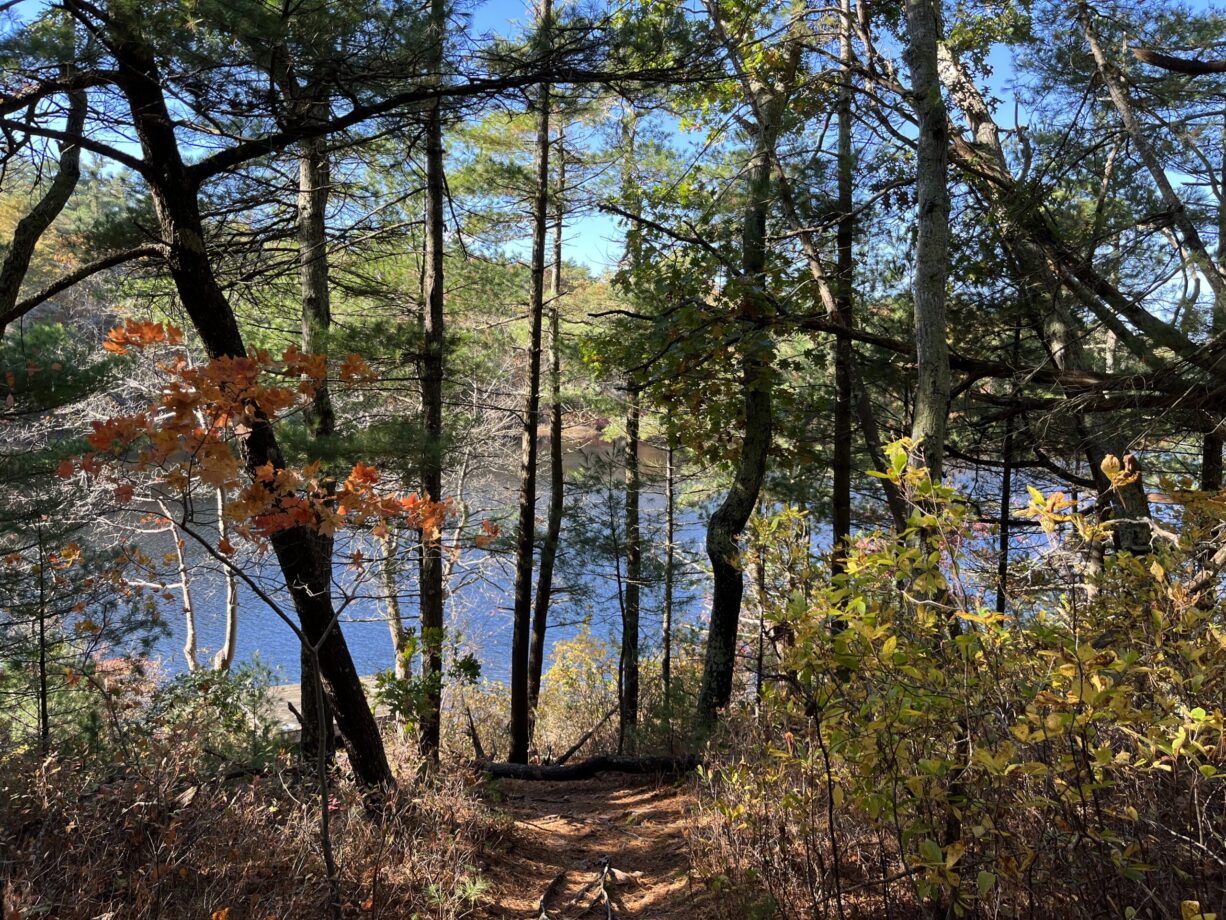 South Triangle Pond Conservation Area - North and South Rivers ...