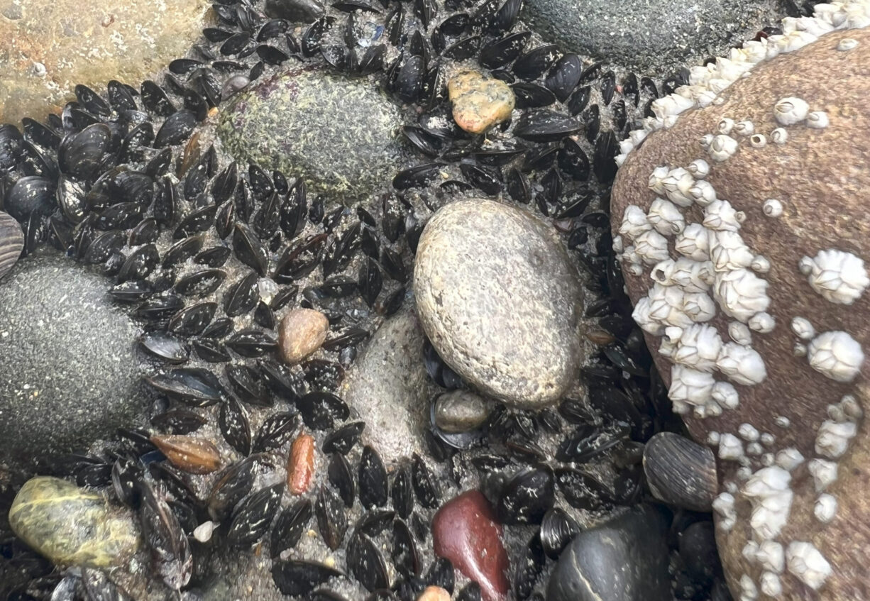 2023 Blue Mussels Report - North and South Rivers Watershed Association