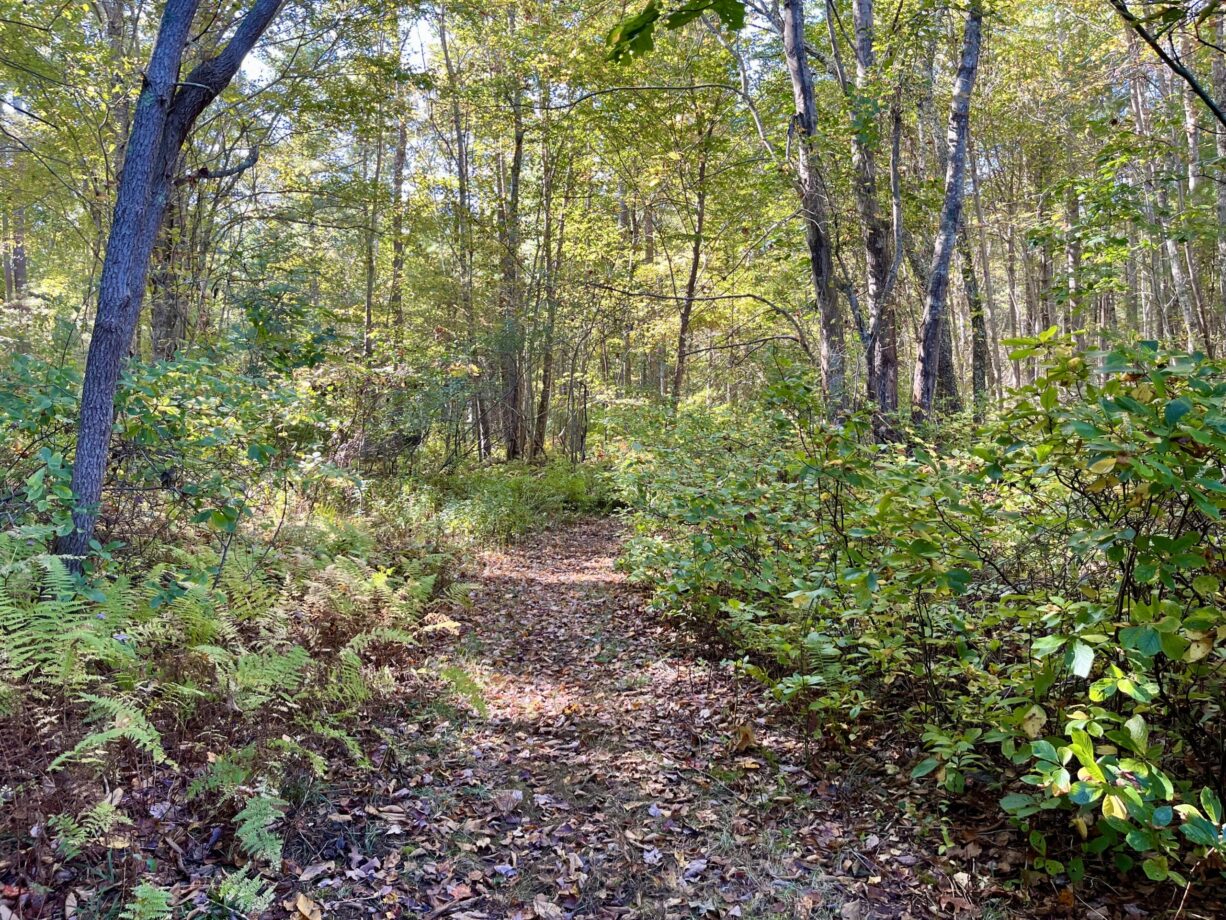 Carter Preserve - North and South Rivers Watershed Association