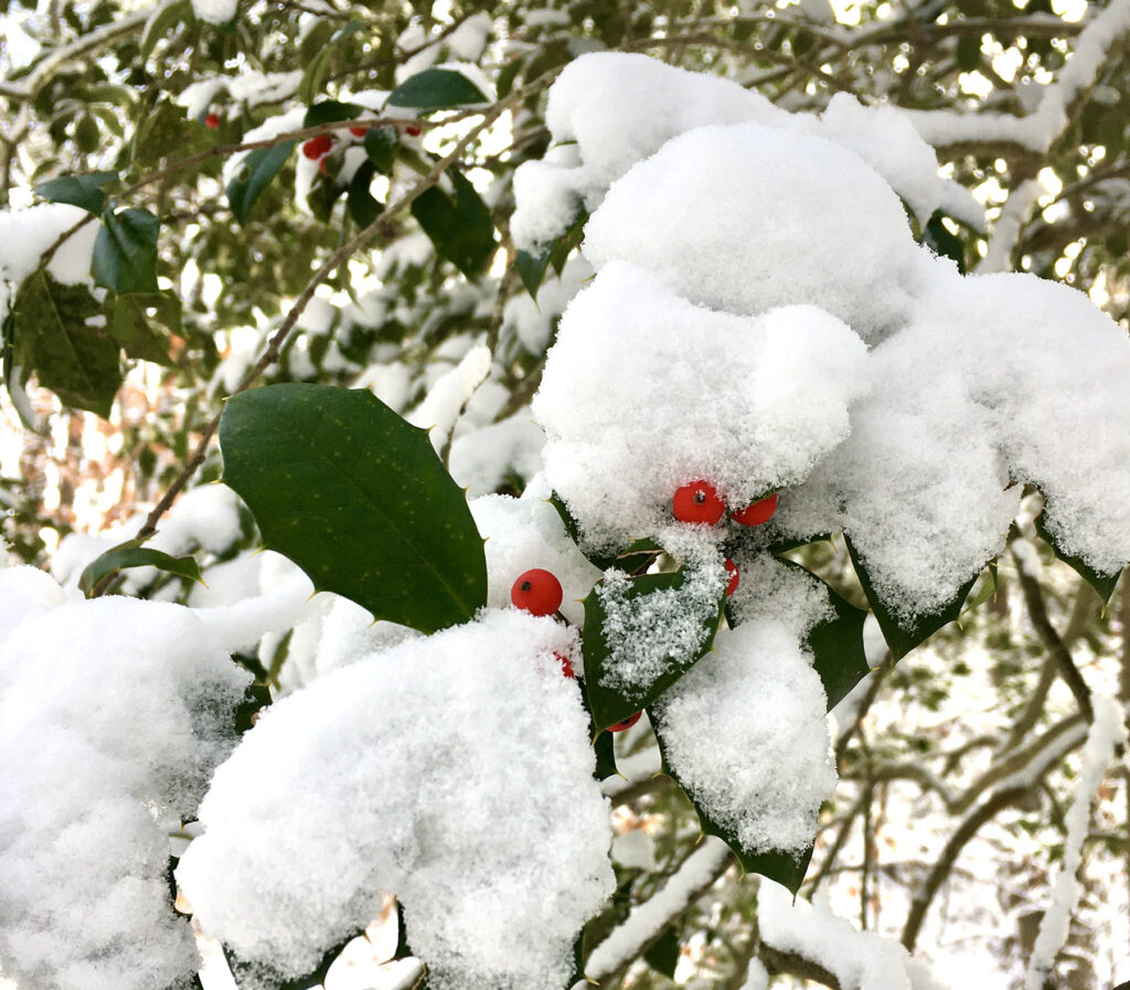 Holly Days: 14 Walks with Holly Trees - North and South Rivers ...