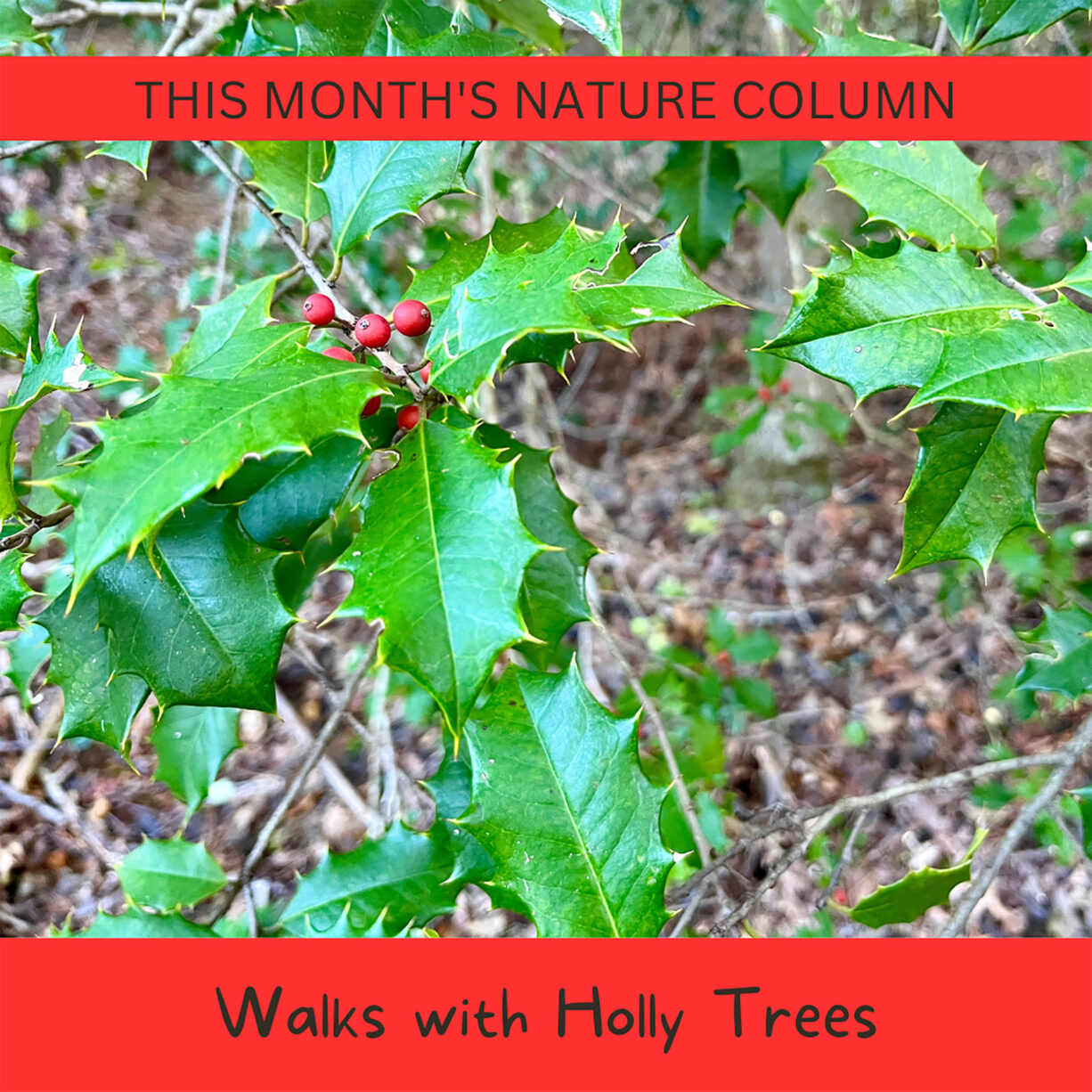 Holly Days: 14 Walks with Holly Trees - North and South Rivers ...