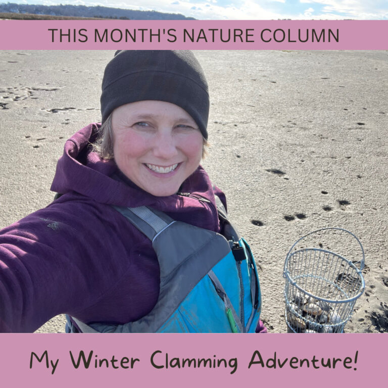 My Winter Clamming Adventure - North and South Rivers Watershed Association