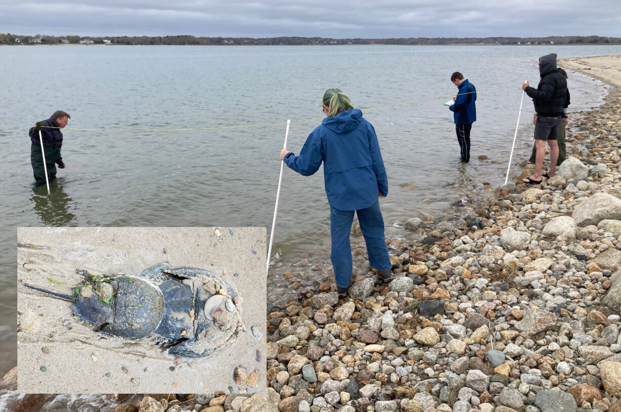 2024 Horseshoe Crab Survey Results - North and South Rivers Watershed ...