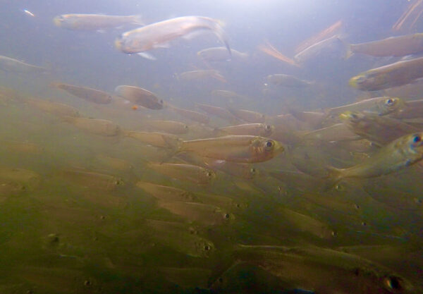 River Herring on the Move - North and South Rivers Watershed Association