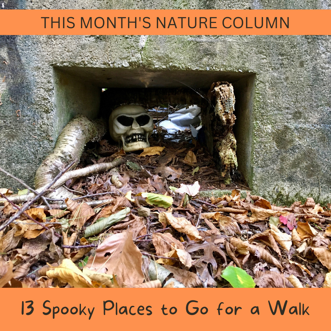 13 Spooky Places to Go for a Walk - North and South Rivers Watershed ...