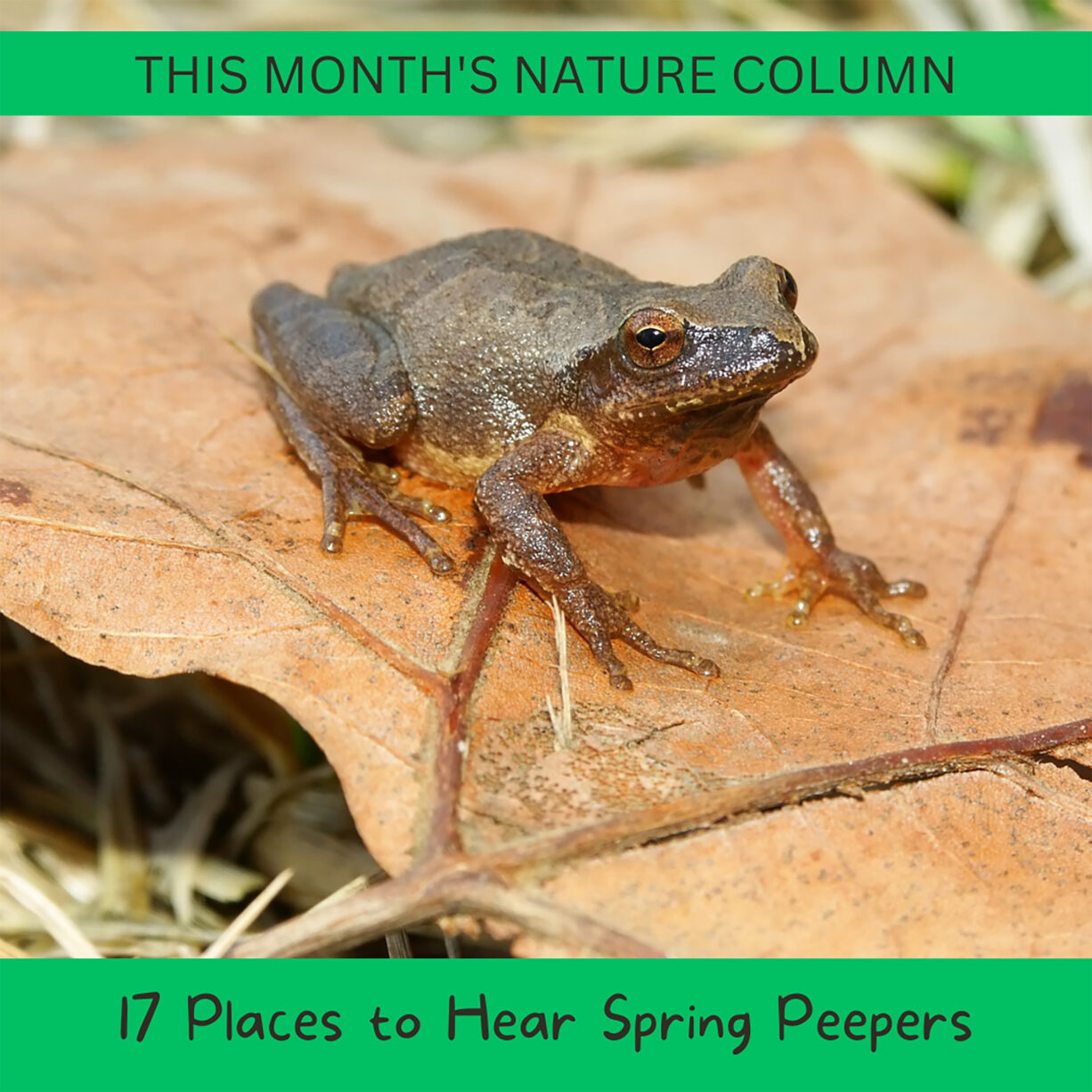 17 Places to Hear Spring Peepers - North and South Rivers Watershed ...
