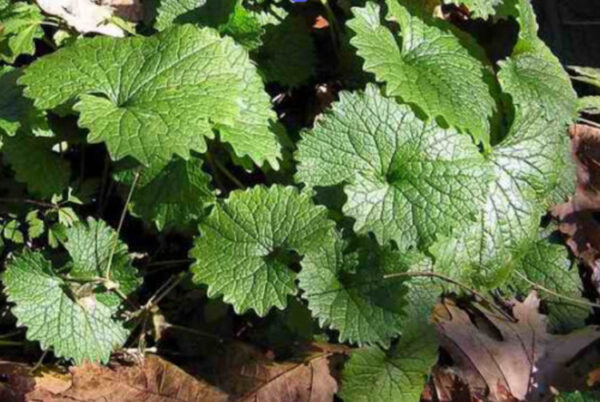 Removing Garlic Mustard in the Spring - North and South Rivers ...